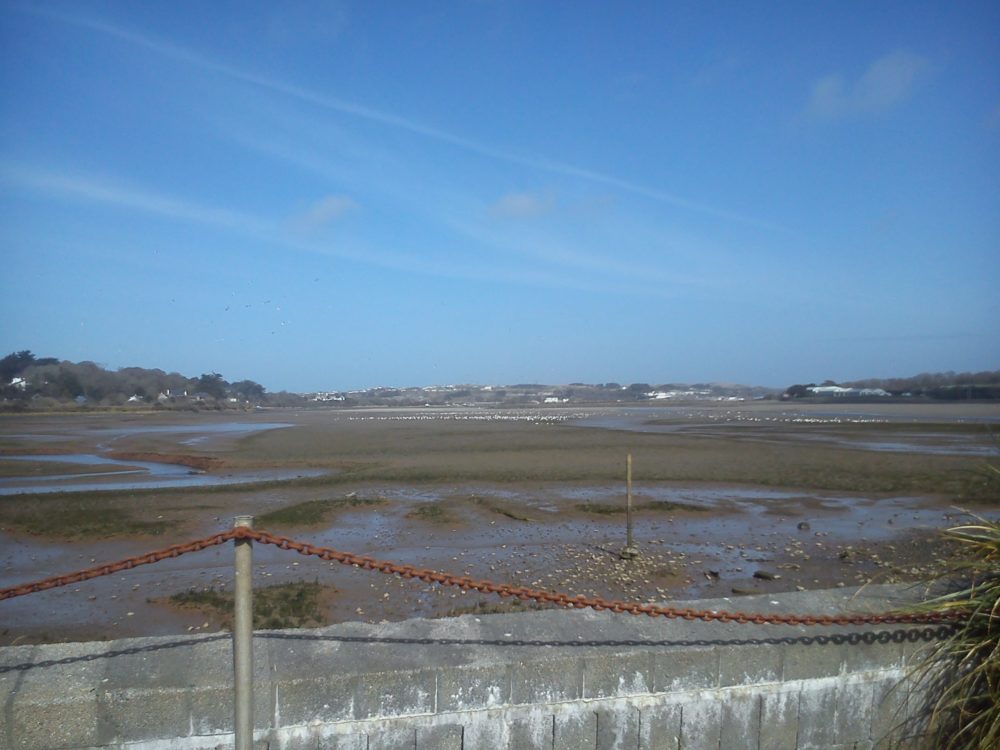 Hayle Estuary Complex - Cornwall Bird Watching Tours