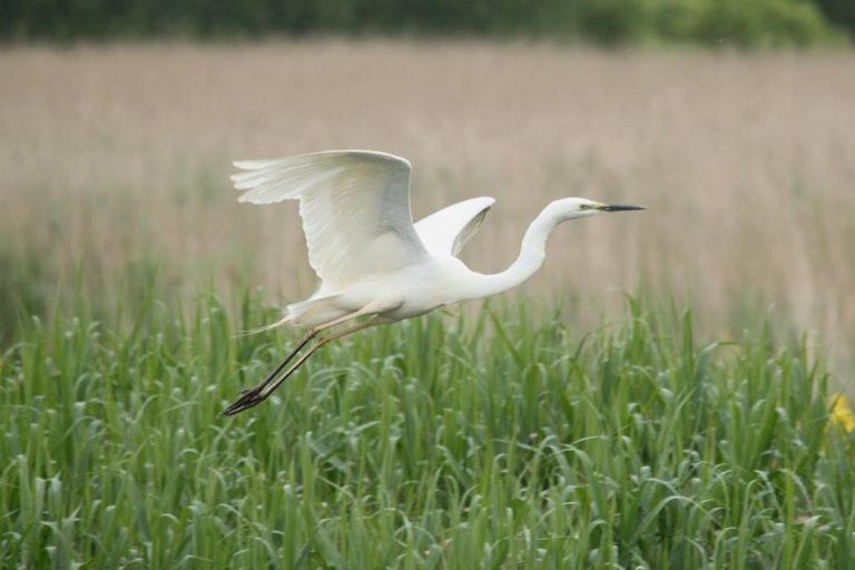 Watching Birds | British Bird Guide | Bird Tours in Cornwall