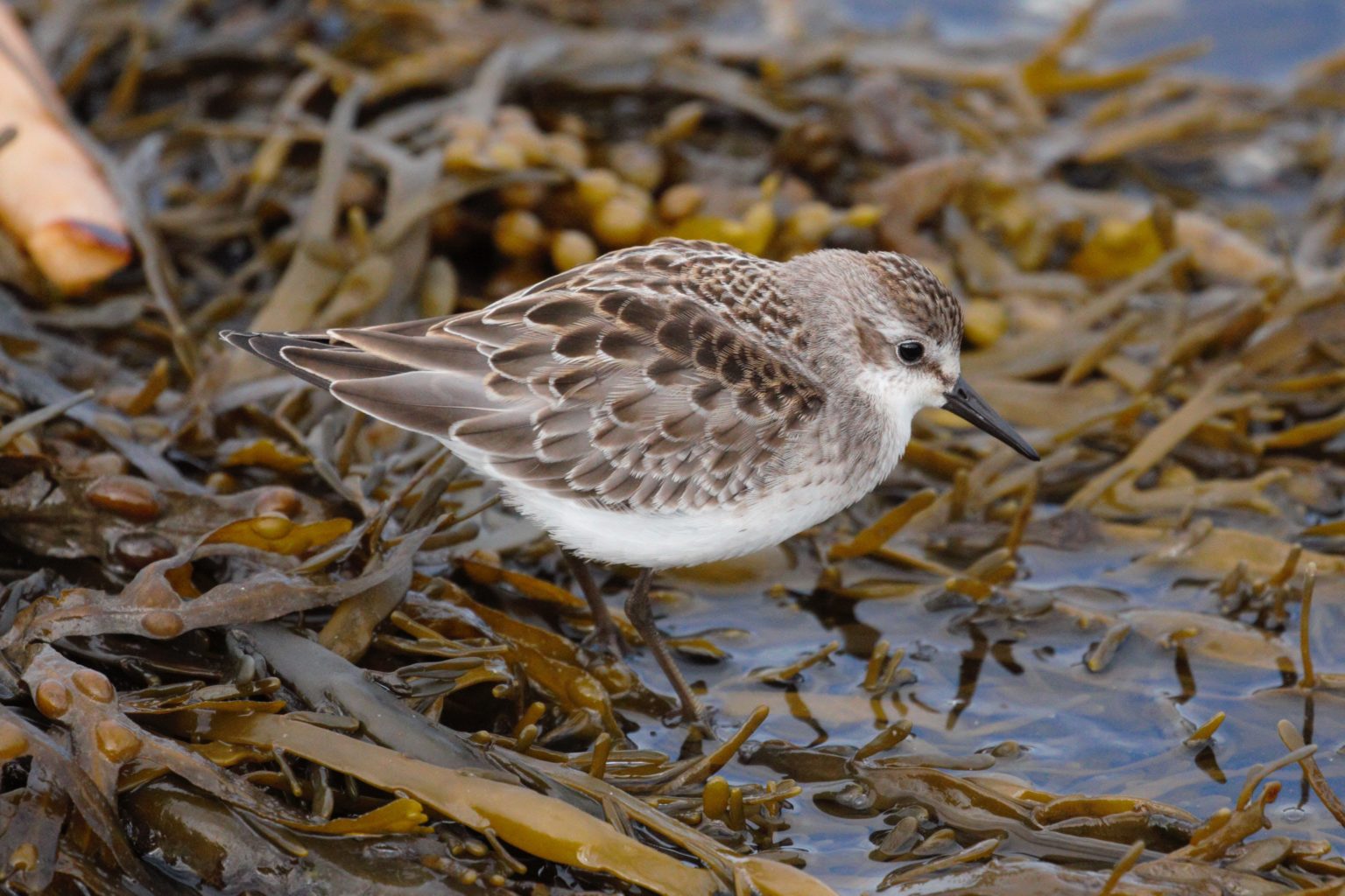 Isles of Scilly Archives - Cornwall Bird Watching Tours