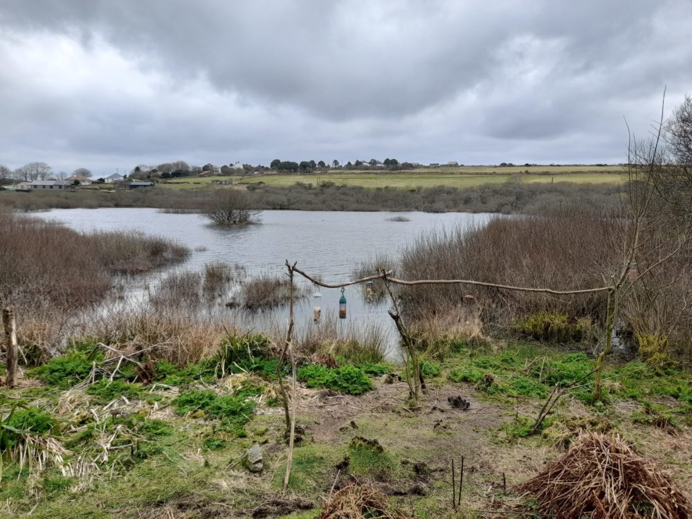 Stithians Lake - Cornwall Bird Watching Tours