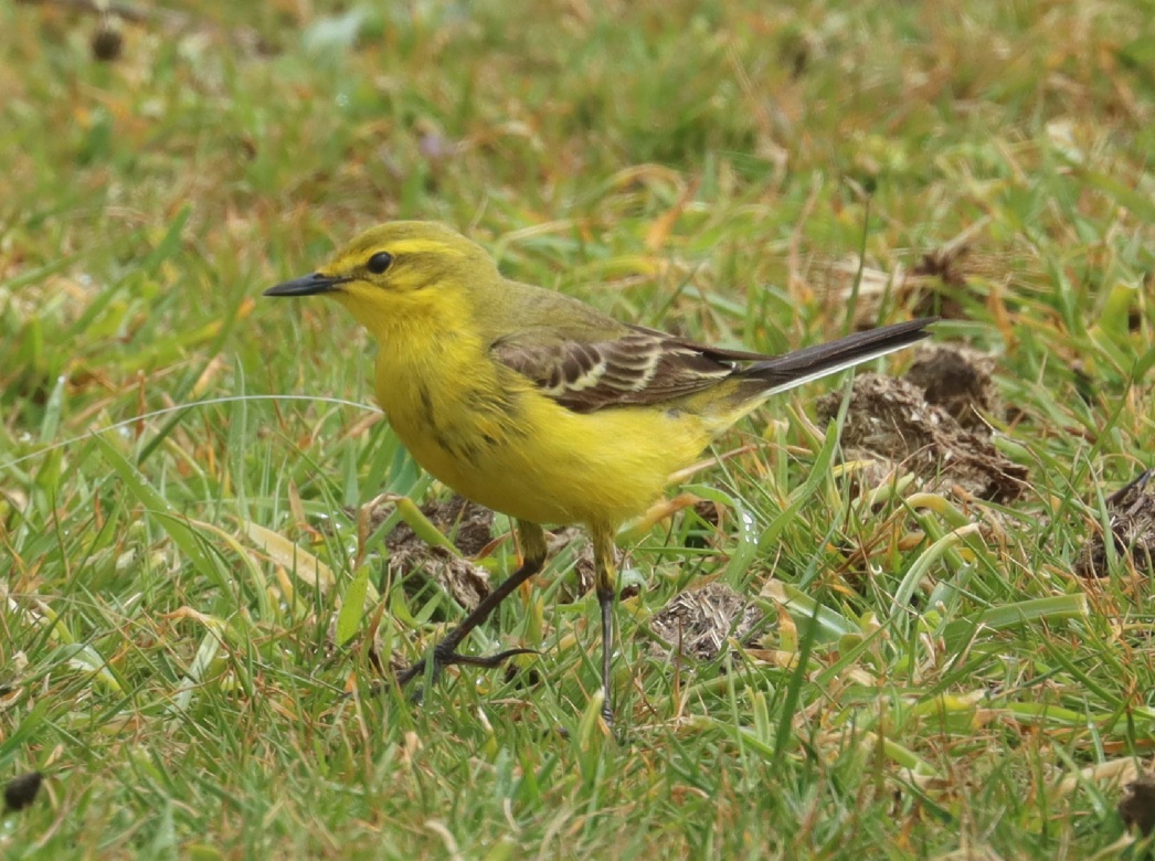 Cornwall Birdwatching Tours | Cornwall Bird watching Holidays | Book Now