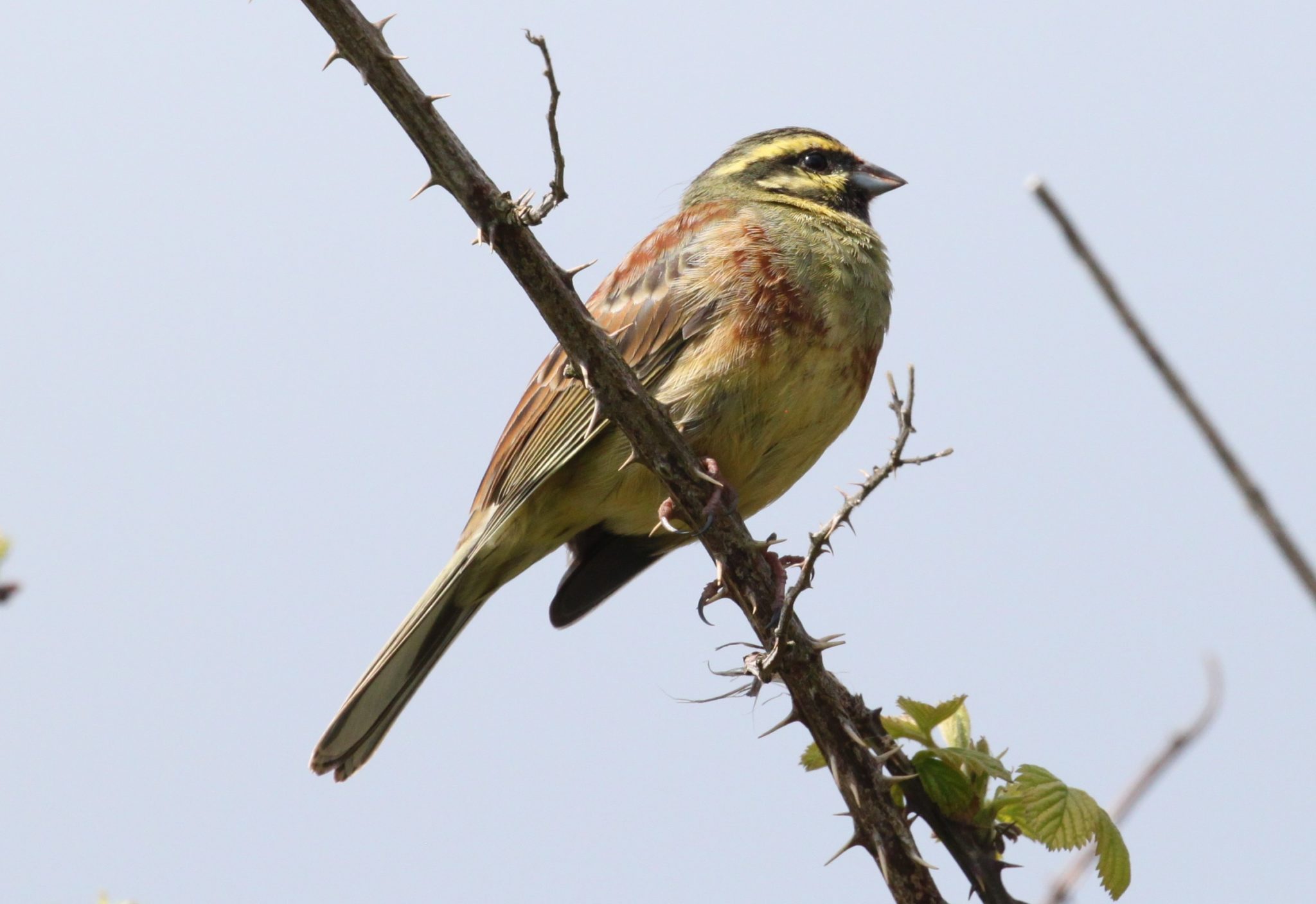 Cornwall Birdwatching Tours | Cornwall Bird watching Holidays | Book Now