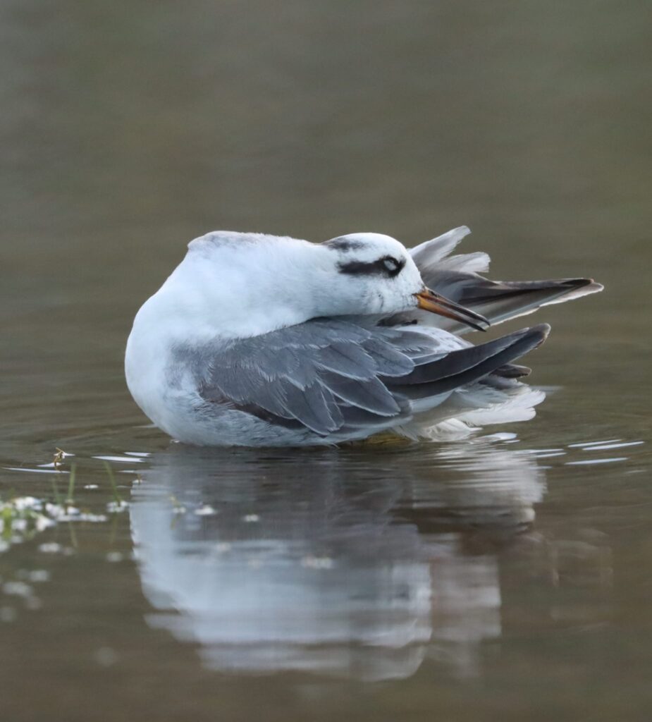 Cornwall Bird Sightings | Latest Bird Sightings In Cornwall