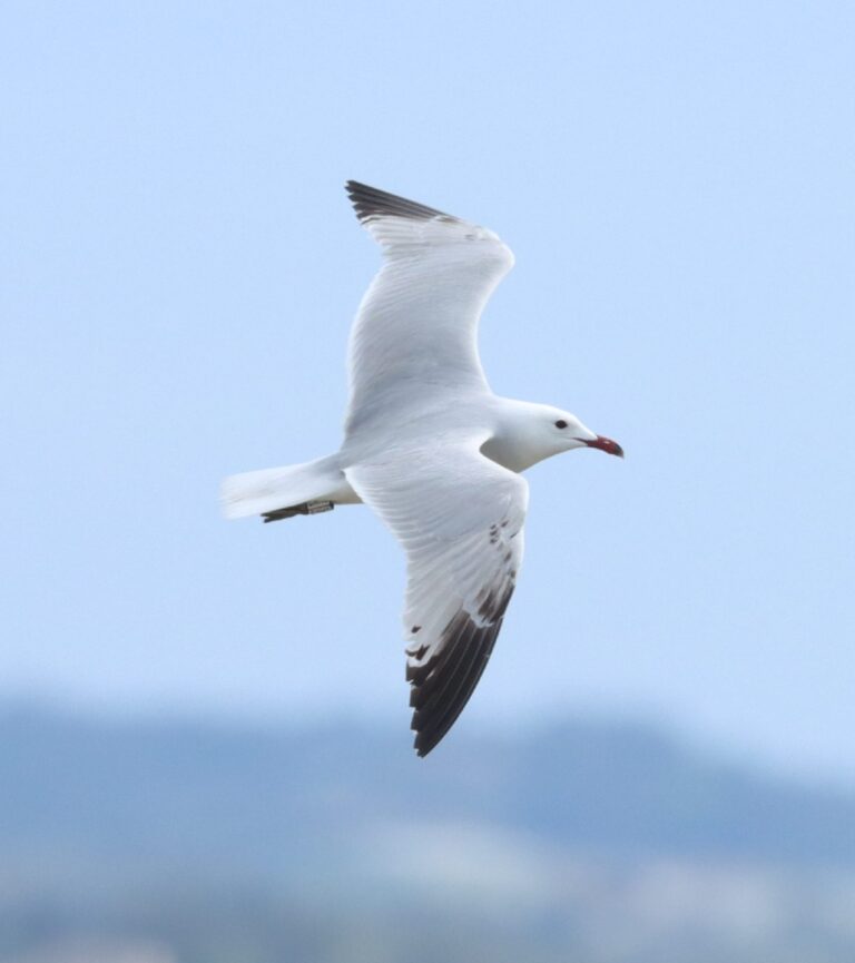 Majorca - Spring 2024 - Cornwall Bird Watching Tours